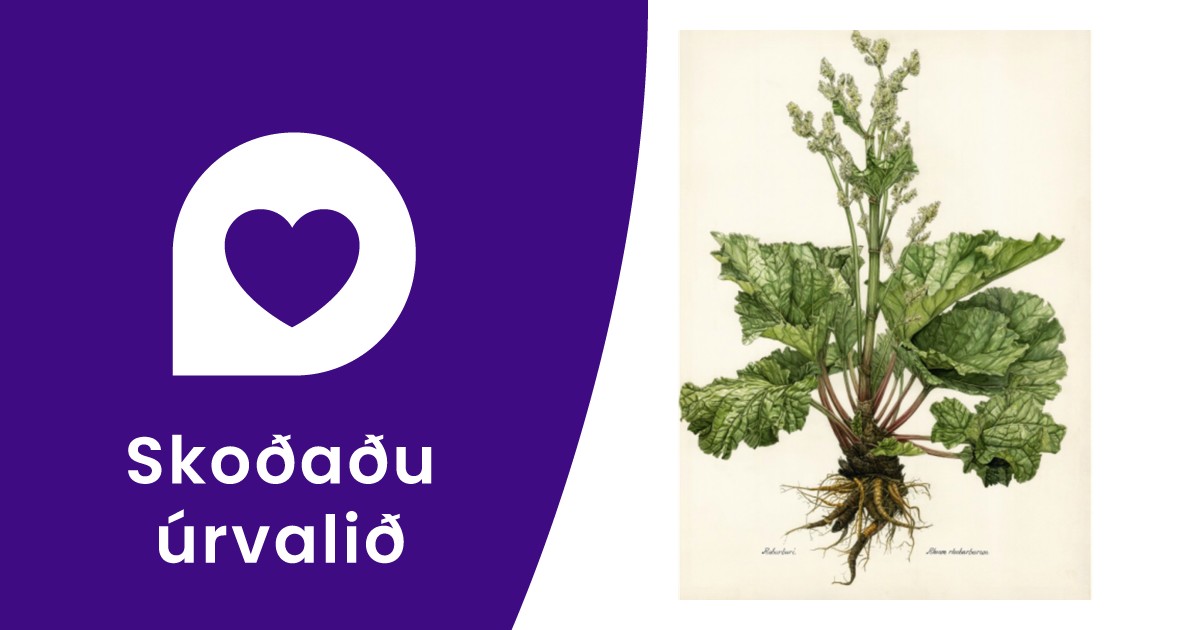 Plakat - Rabarbari - Vöruleit Já.is